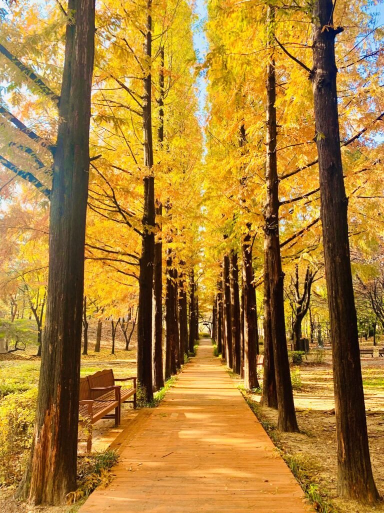 Yangjae Citizen Forest | KoreaTravel Guru